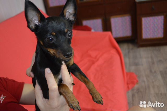 Вязка той-терьер Миник (2,2 кг)