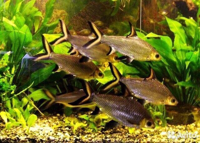 Рыба Акулий бала