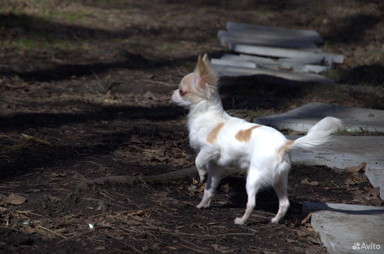 Вязка чихуахуа