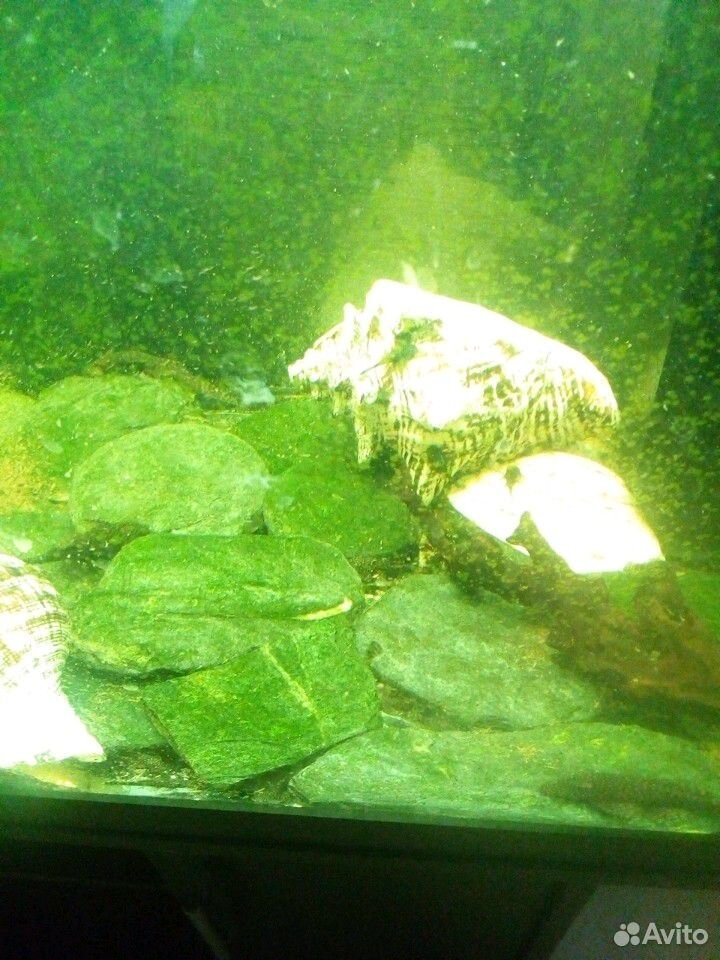 Аквариумные сомики