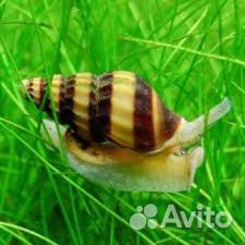 Продам: улитка Хелена