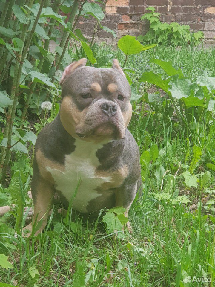 Американский булли (American bully)