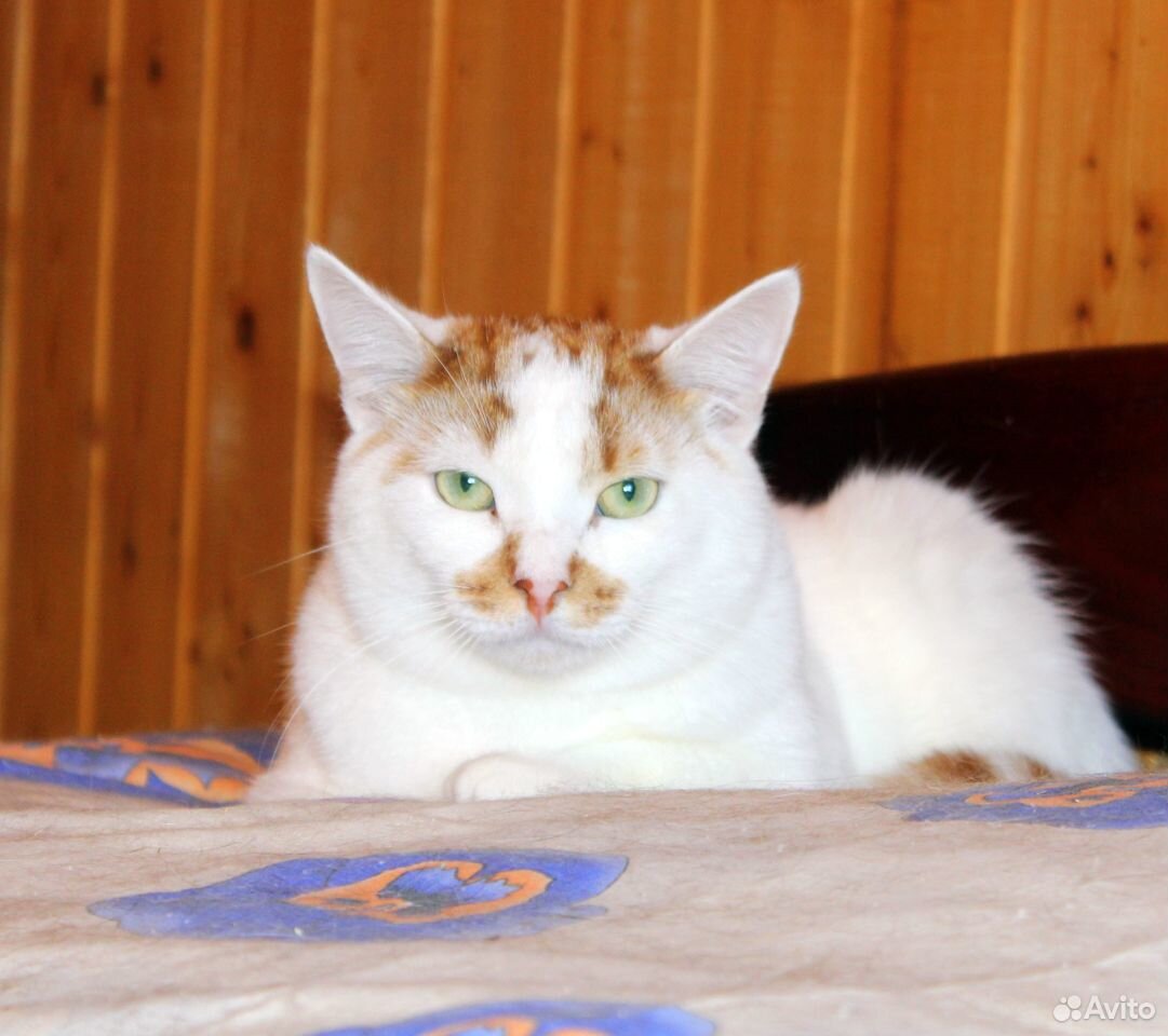 Молодой котик Клякса