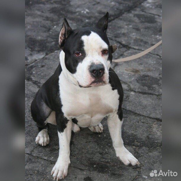 Настоящий Бриллиант в дар