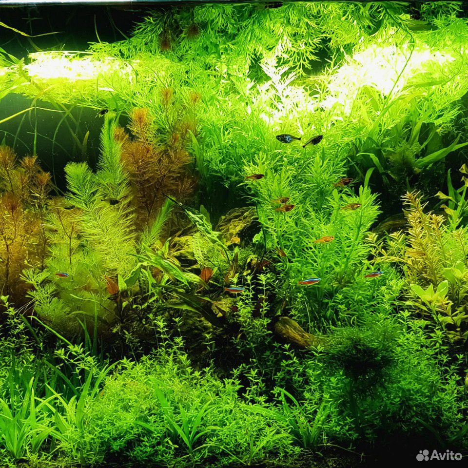 Свежая прополка аквариумных растений