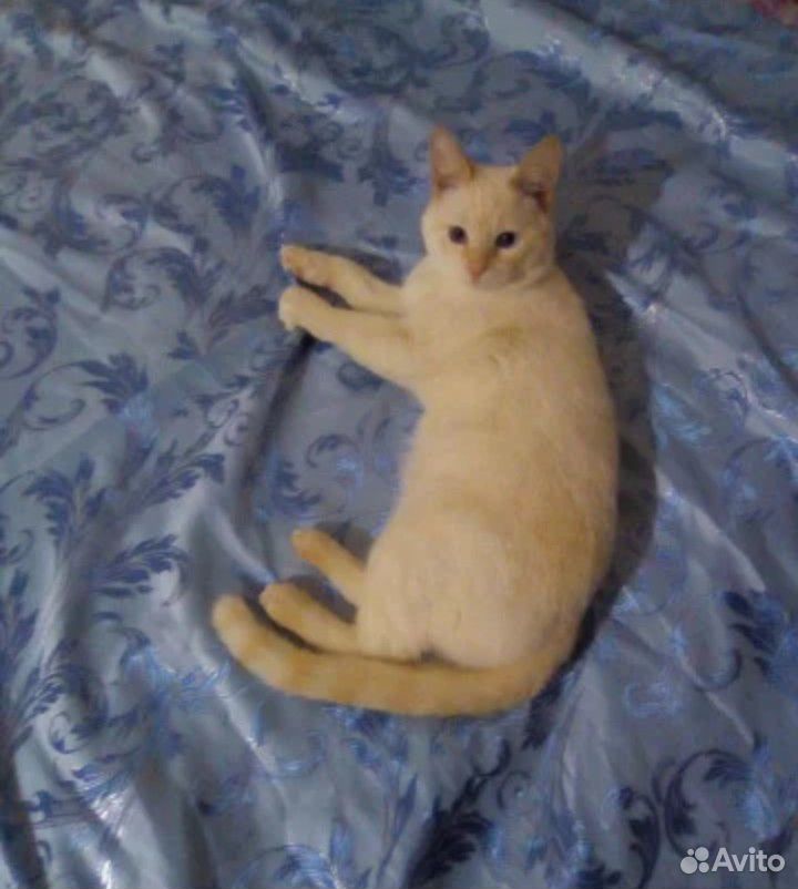 Тайчик
