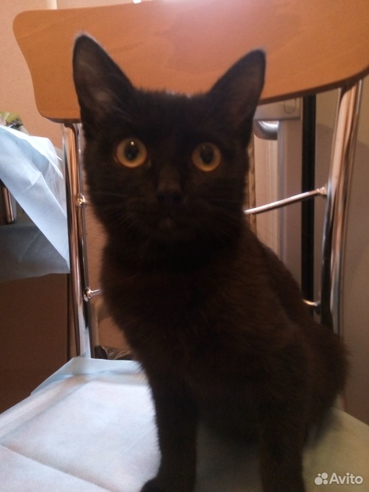 Леди Катюша 4 мес