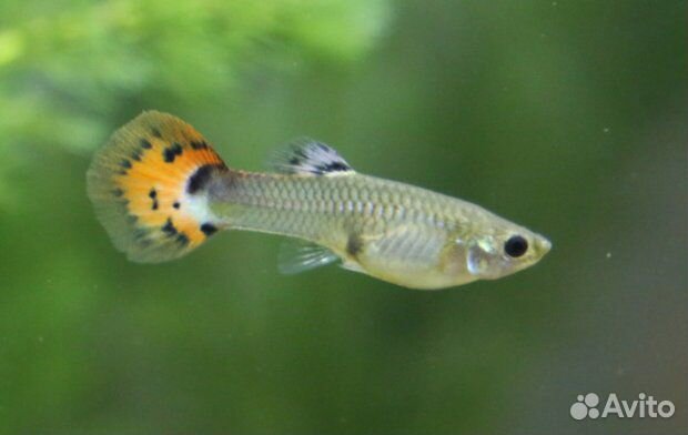 Красивые Гуппи обмен