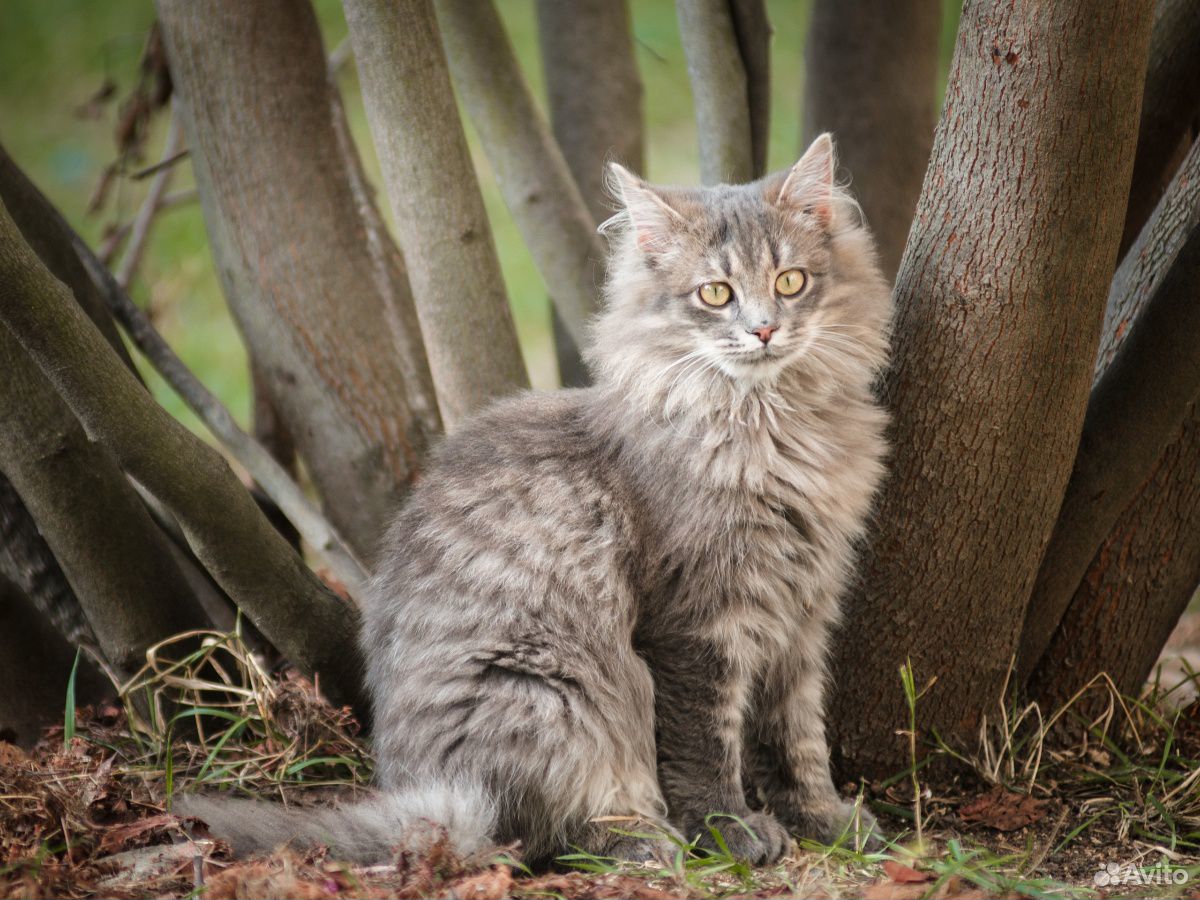 Маленький котик Пух