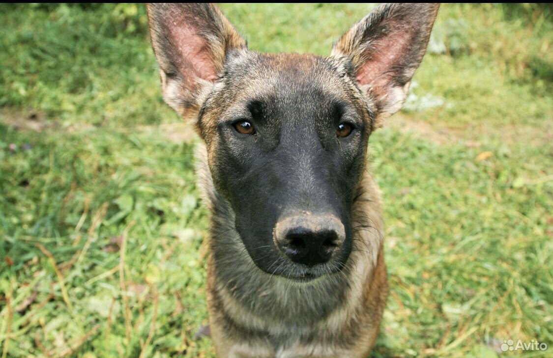 Умнейшая Овчарка/Маленуа в поиске лучшей семьи