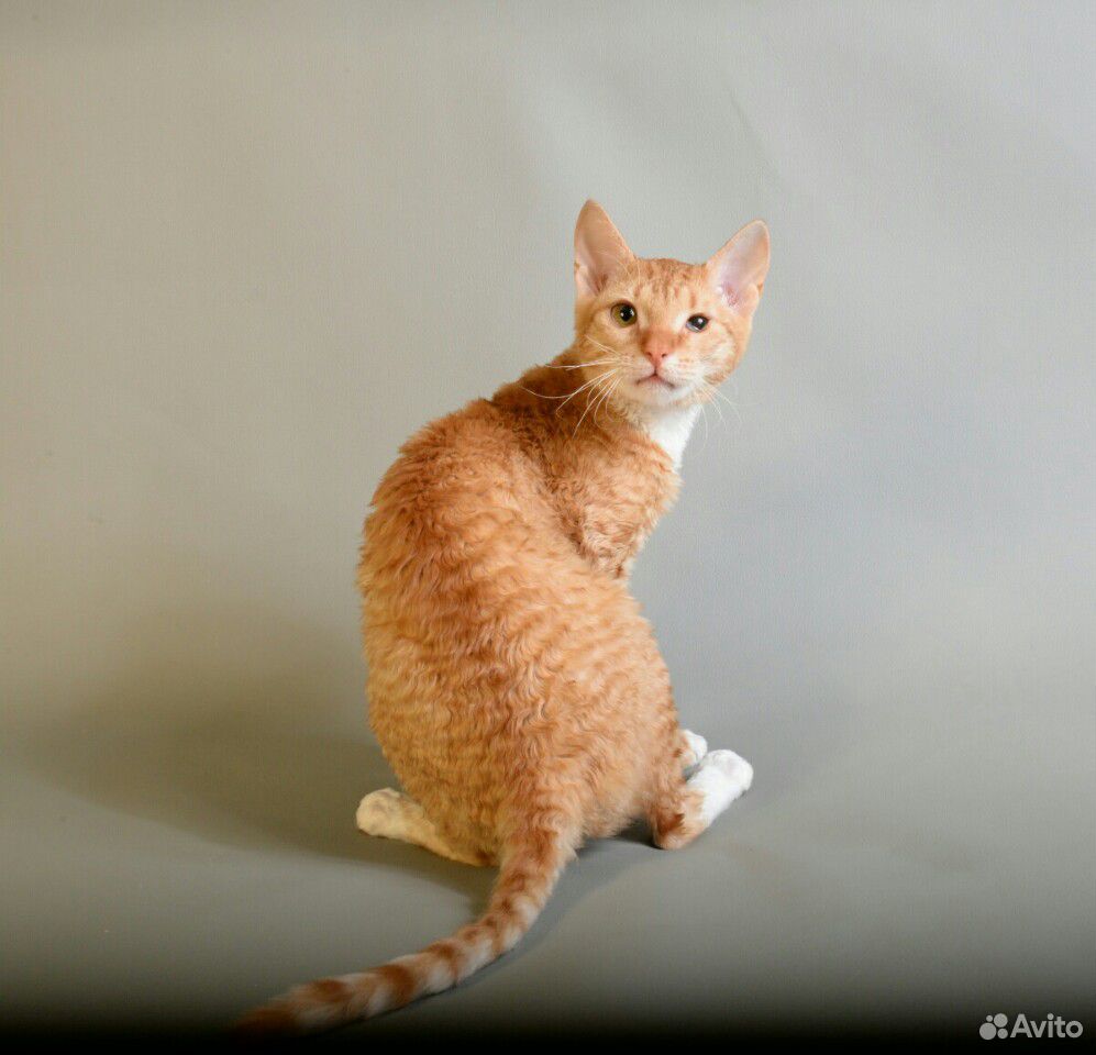 Кудрявая нежная кошечка