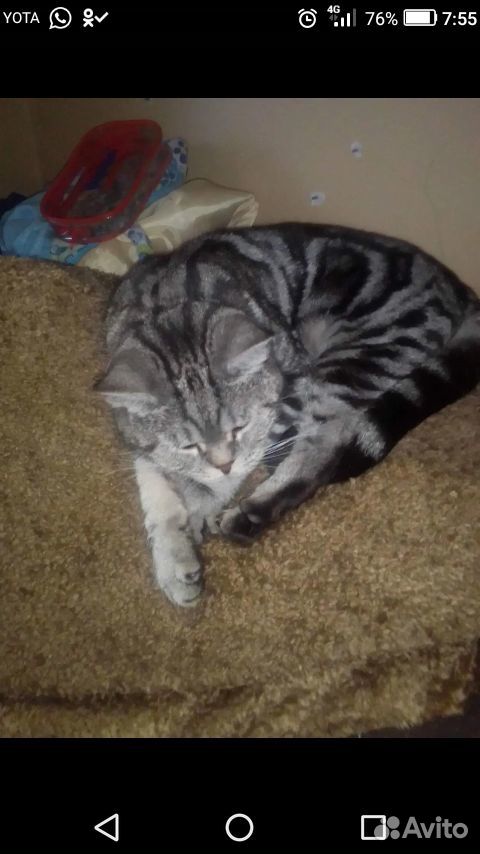 Кошка британская мраморная