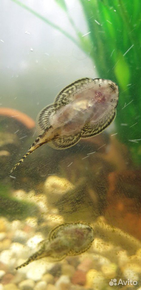 Псевдоскат Севилья (сомик)