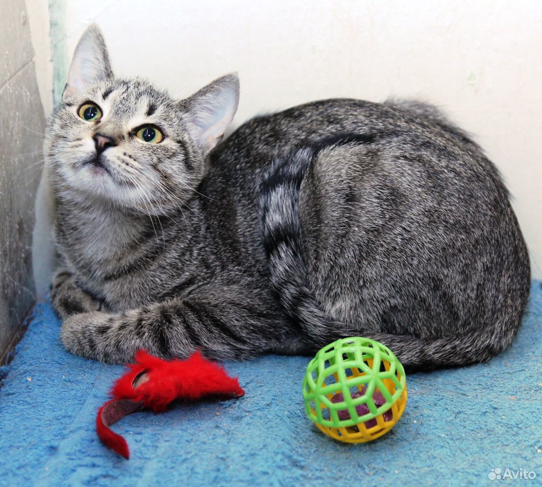 Котёнок-подросток Маргоша - счастье в ваш дом