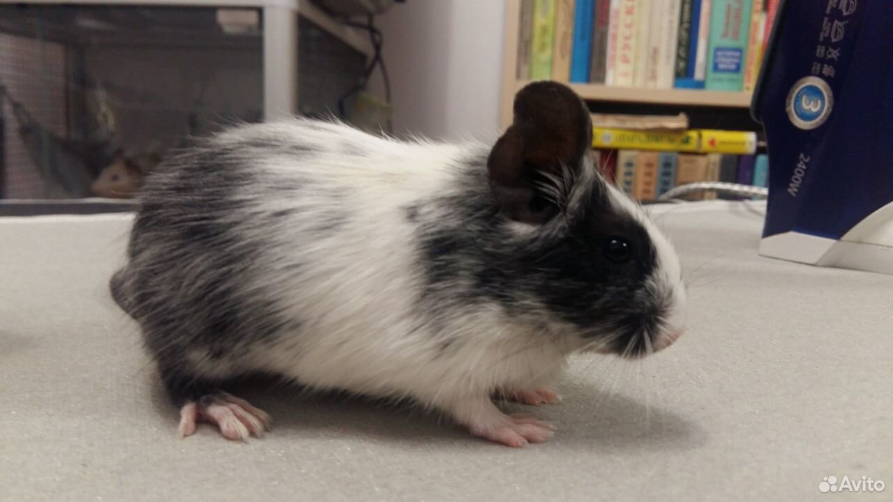 Дегу Цветные