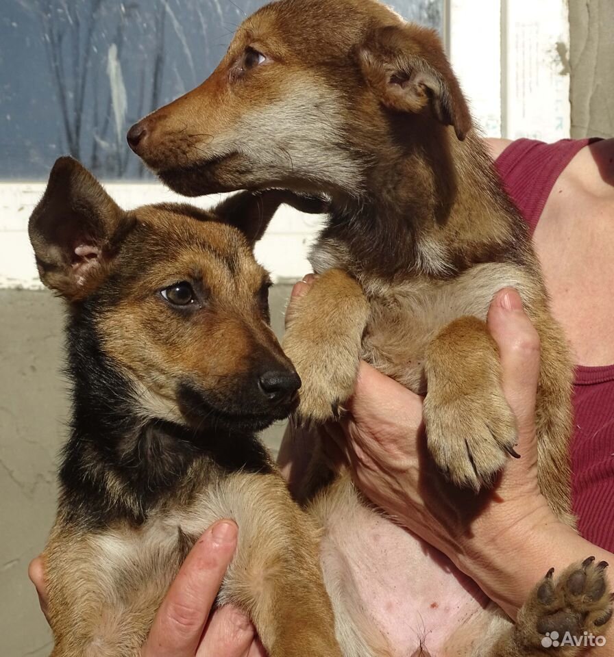 Замечательные. умные дворняжки