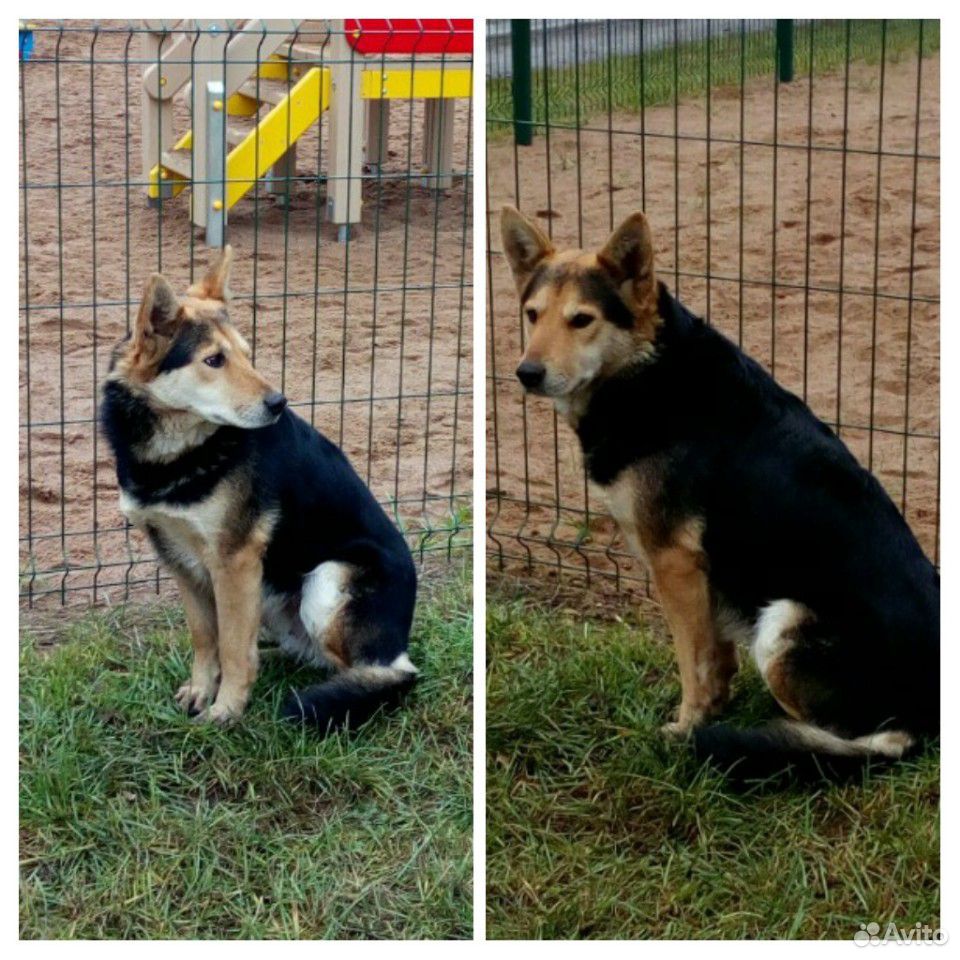 Преданный друг. Собака. щенок