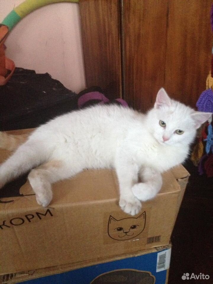 Чудесные Котята
