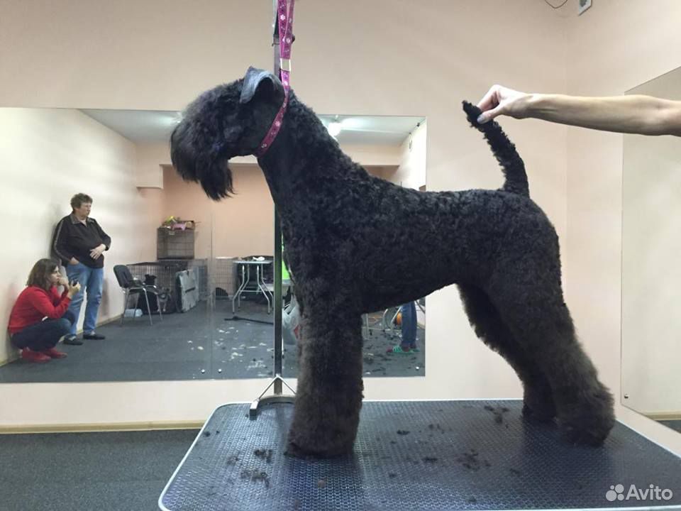 Щенки Керри-блю терьера