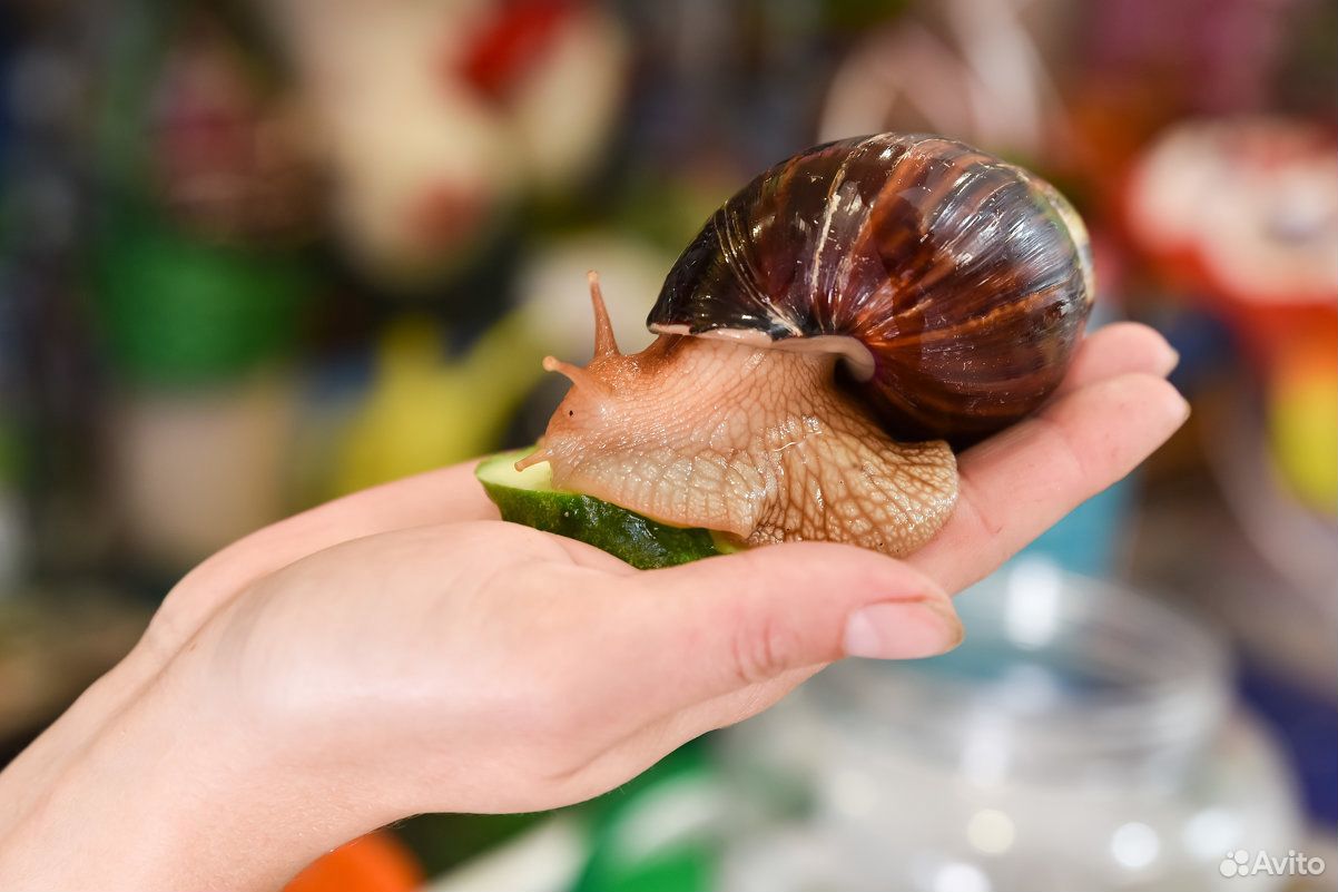 Улитки-Ахатины крупные, возраст: год