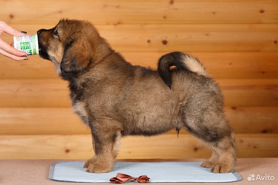 Щеночки тибетский мастиф