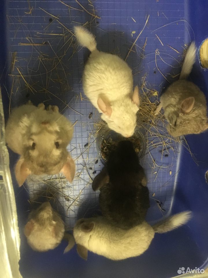 Ручные красивые шиншилки