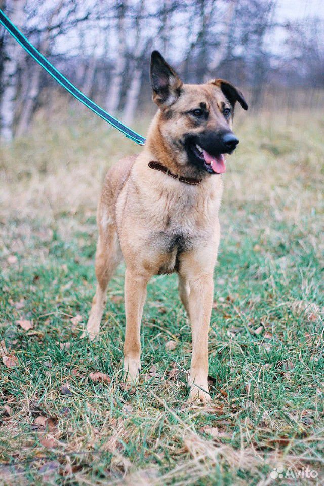 Молодая собака в дар