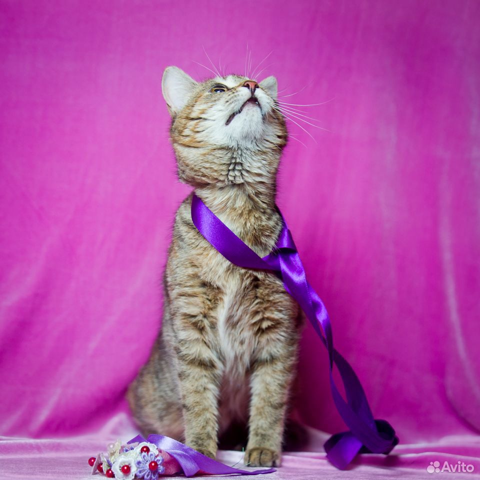 Крошечка-хаврошечка)