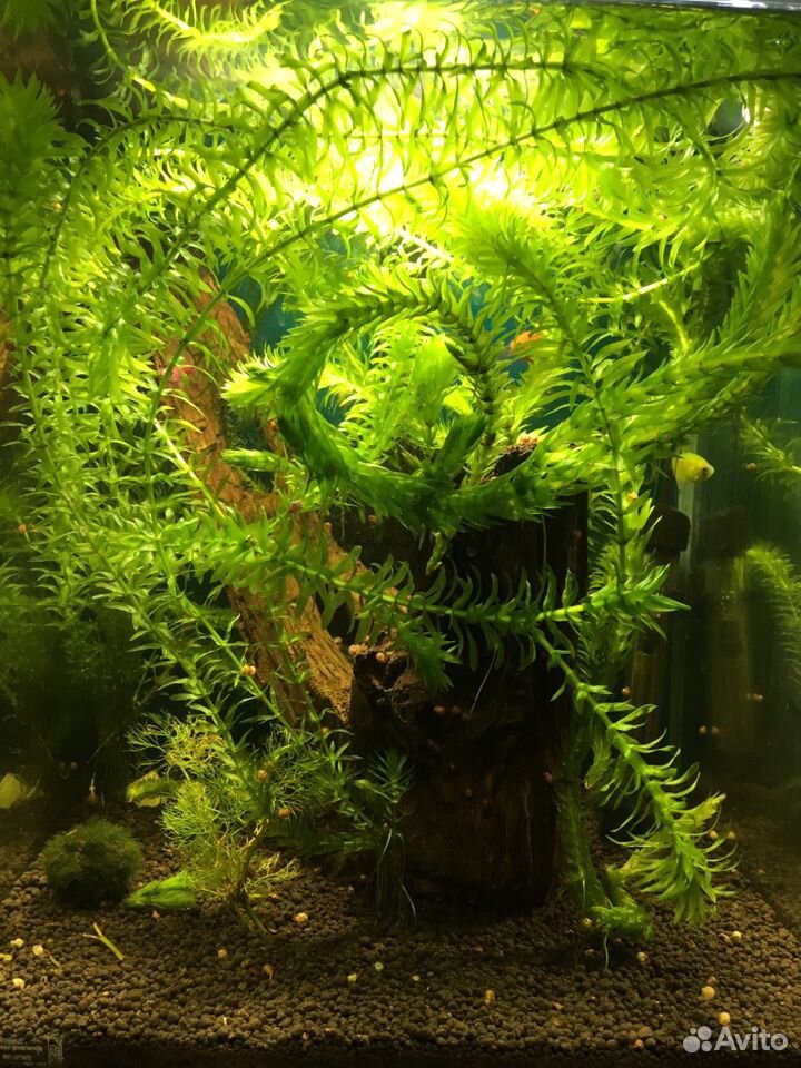 Водоросли живые