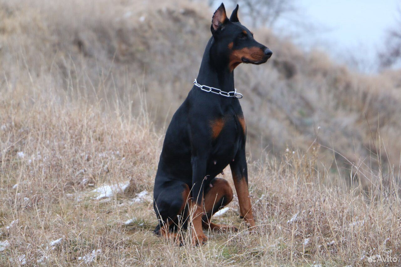 Доберман ищет жениха