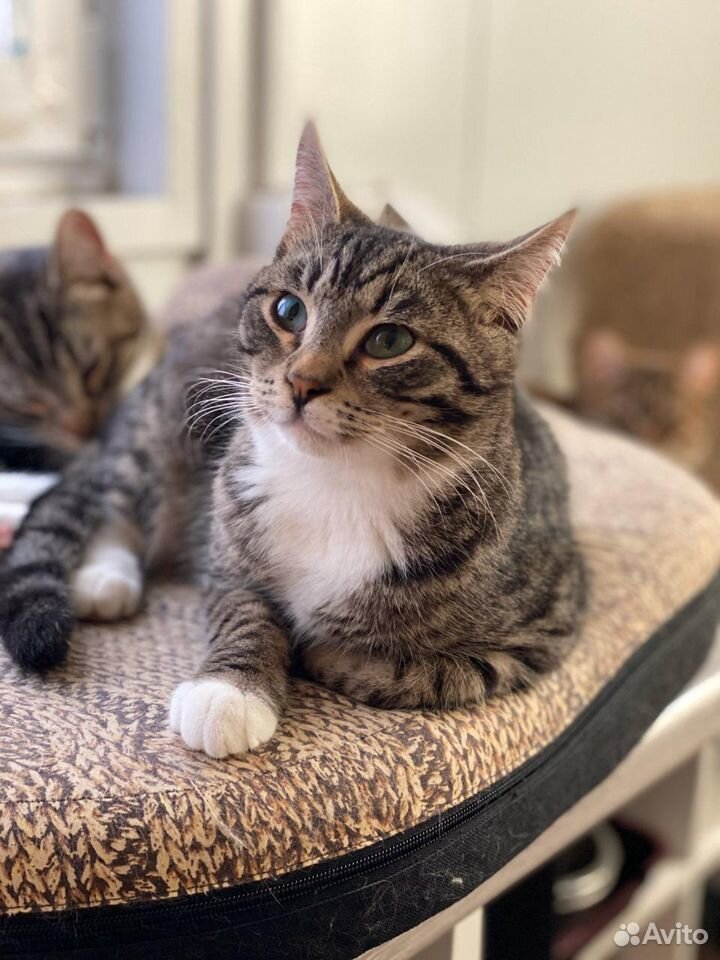 Ласковый котенок мальчик