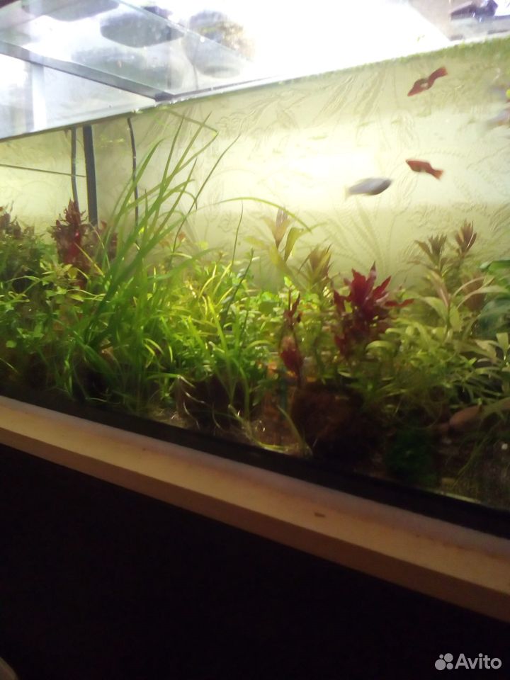 Аквариумные растения