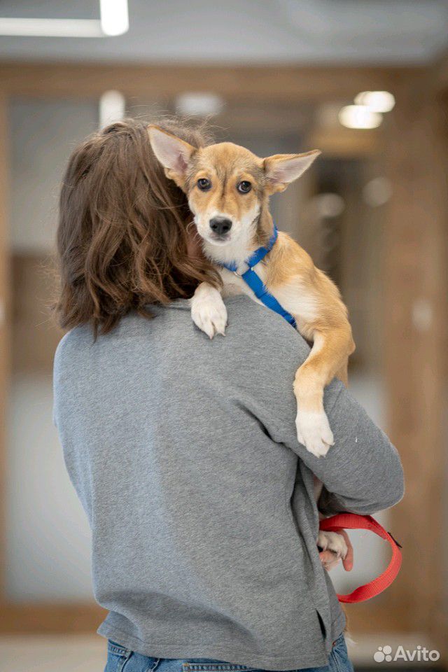 Некрупная собака в дар, маленький щенок в дар, нек