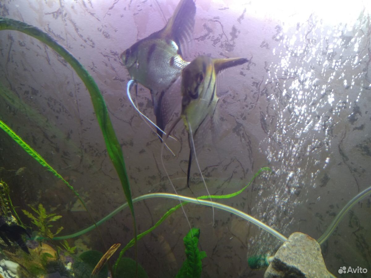 Рыба Скалярии