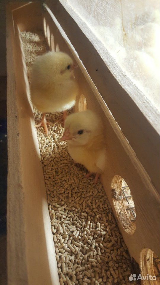 Циплята бройлера