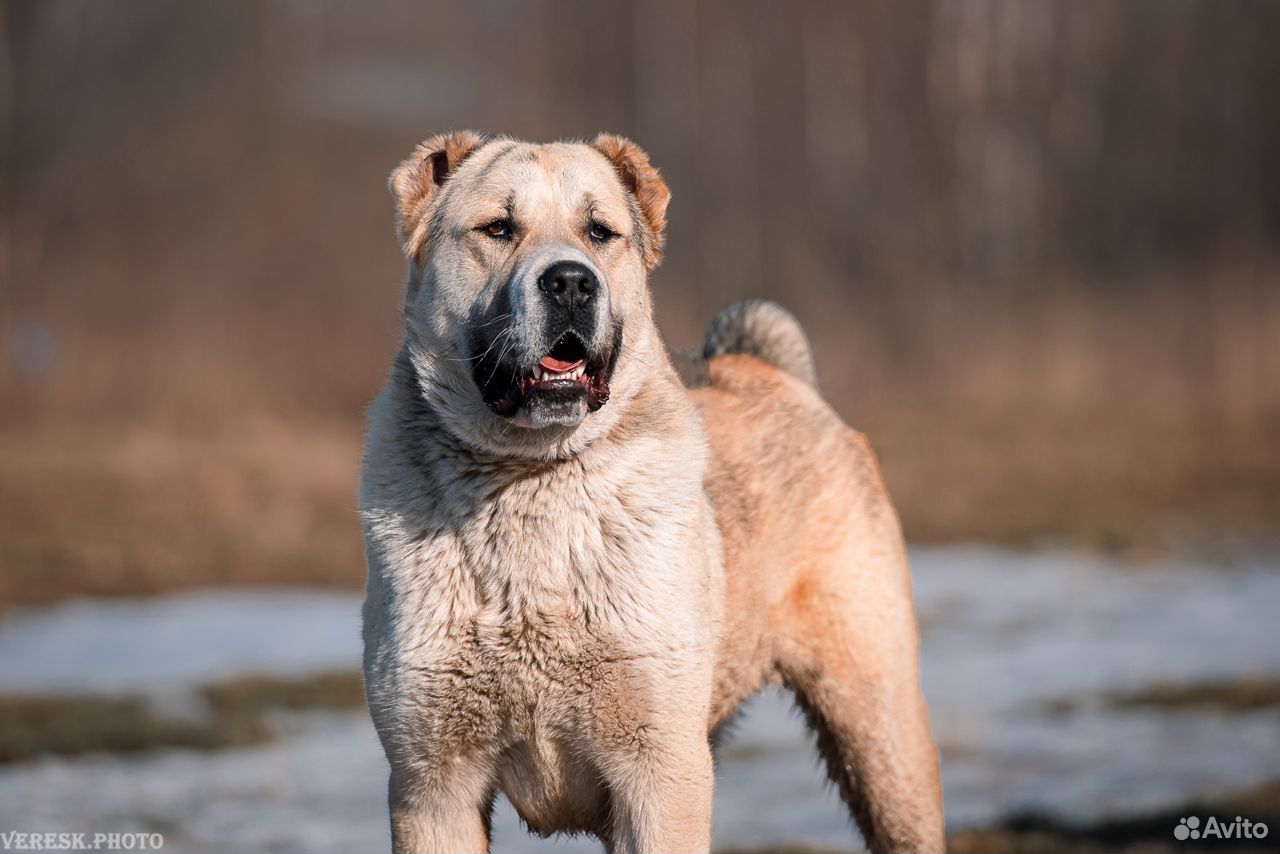 Абай - подросток алабая в дар