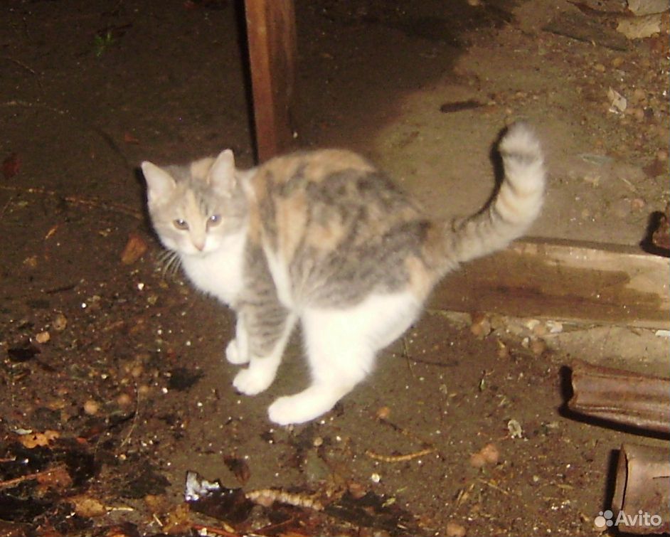 Помогите, пожалуйста, найти нежности дом