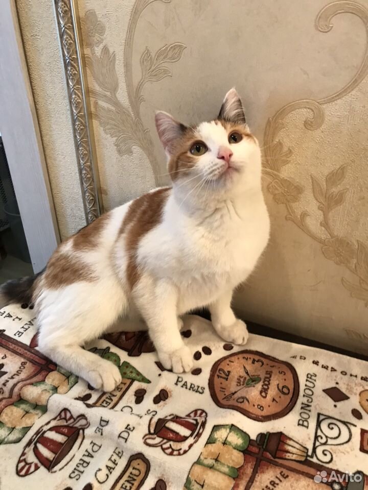Кошка молодая бесплатно