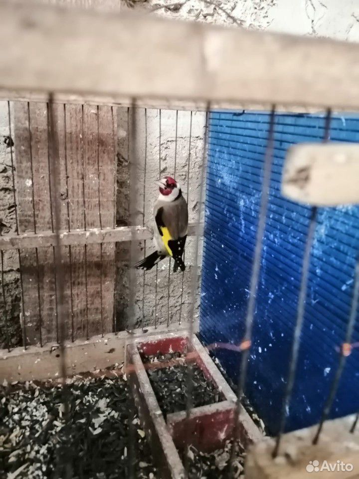 Попугай ожереловый, щеглы