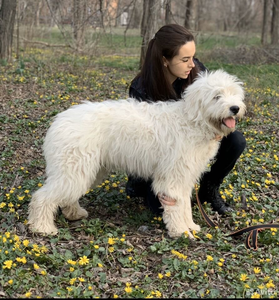 Южнорусская овчарка