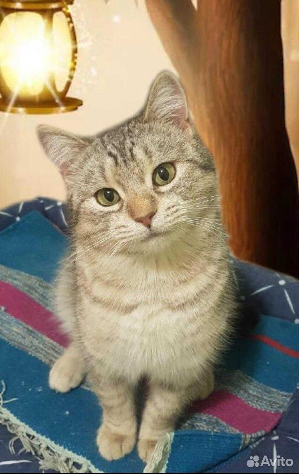 Котик Проша