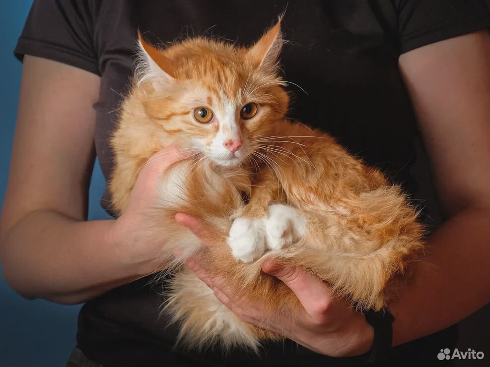 Рыжий огонек кошка подросток в добрые руки