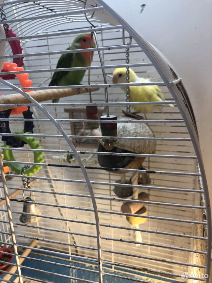 Попугаи-неразлучники