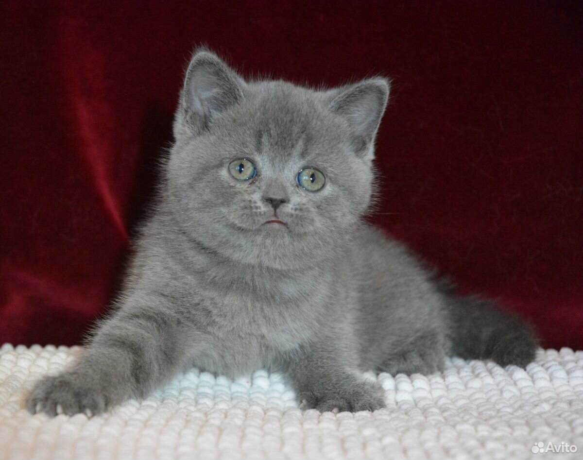 Британская Булочка