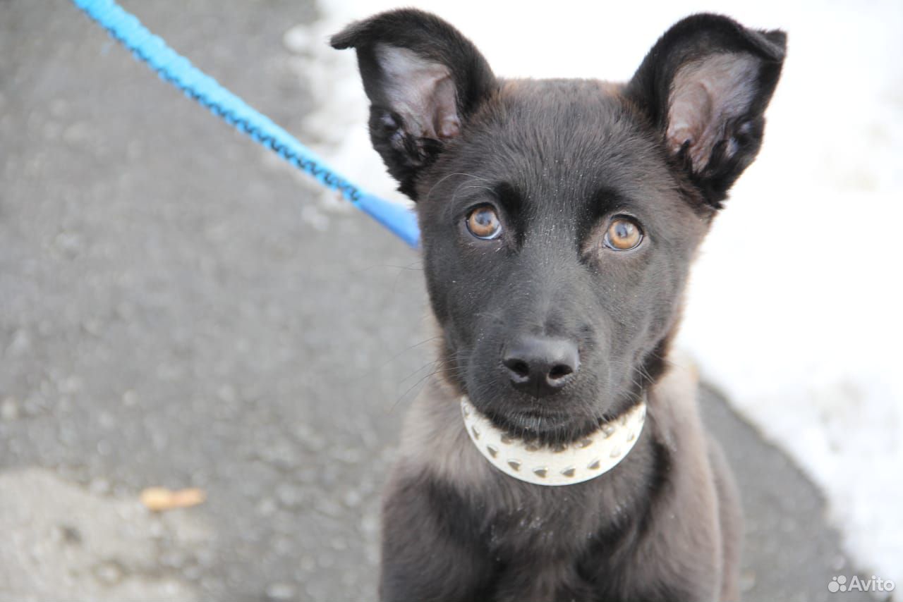 Щенок Рика в добрые руки