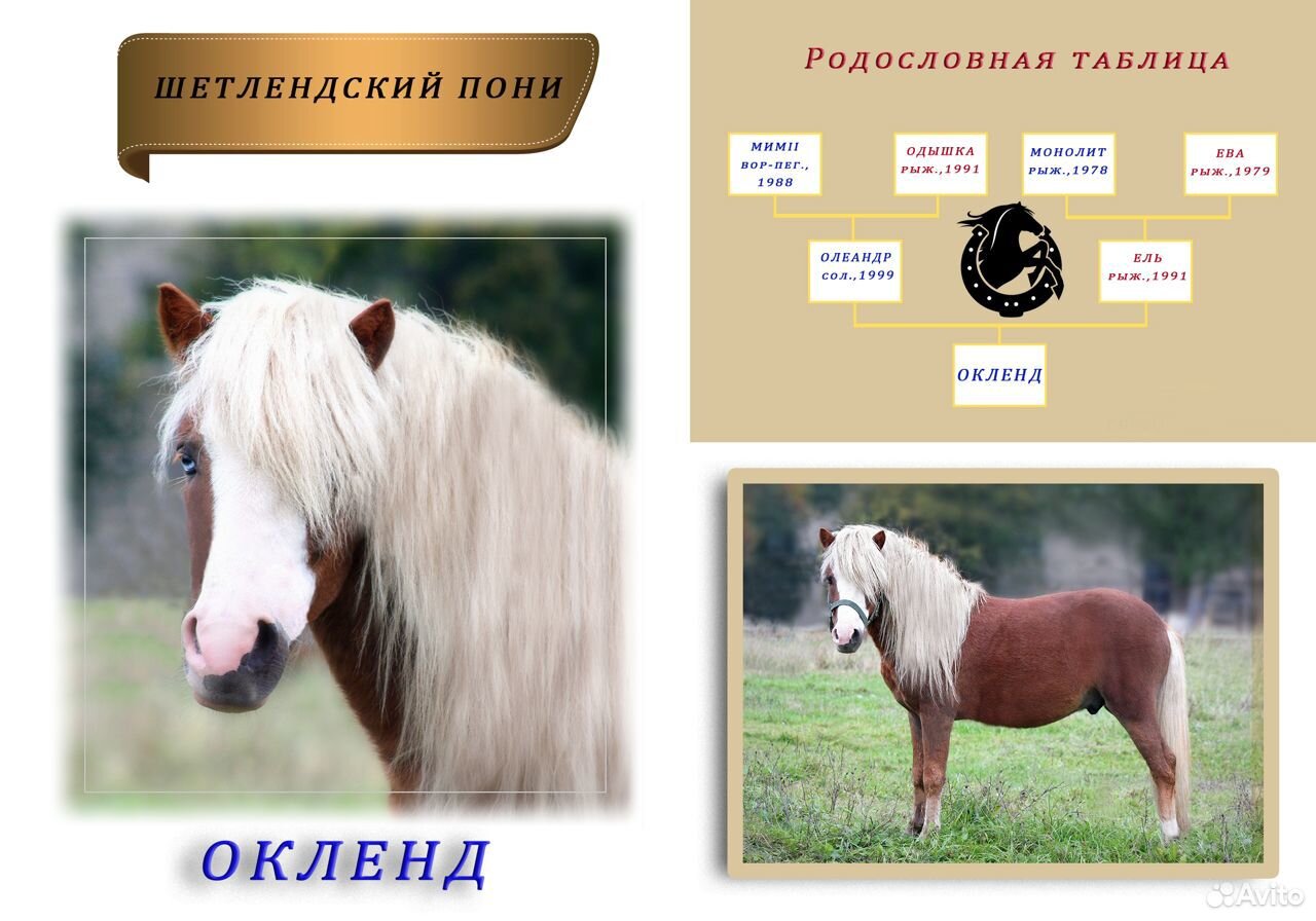 Жеребец на случку