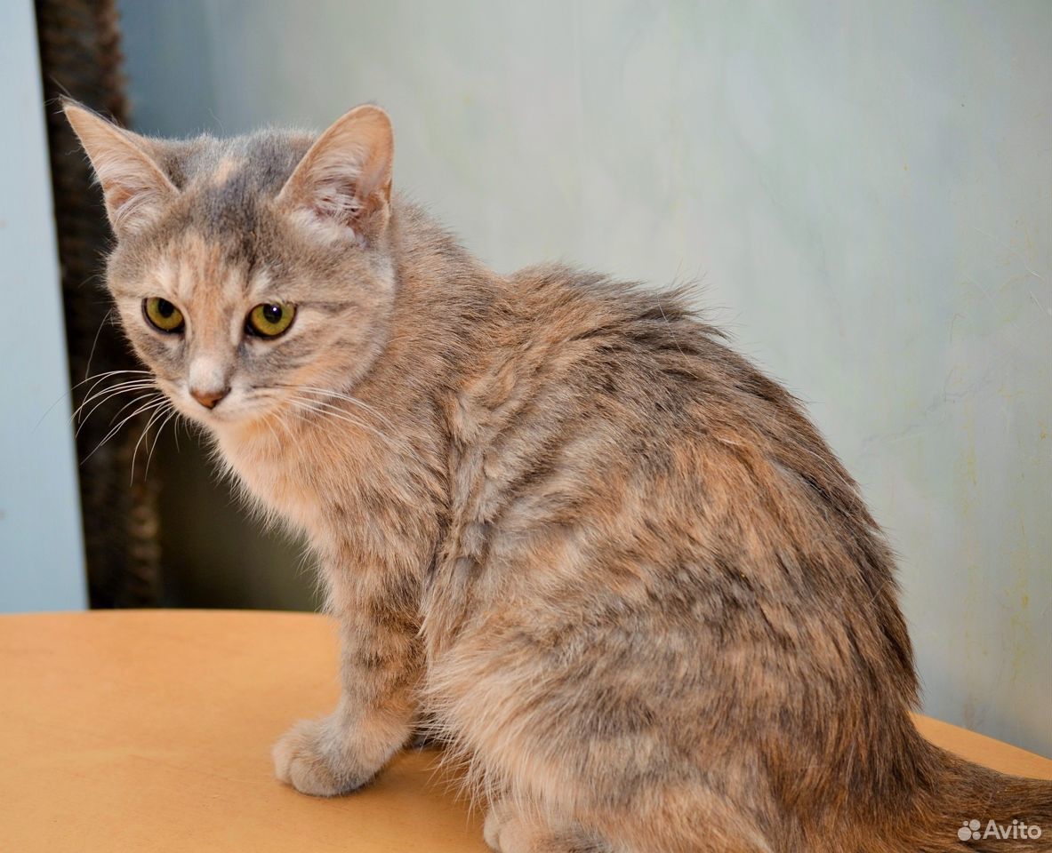 Малышка Кузя