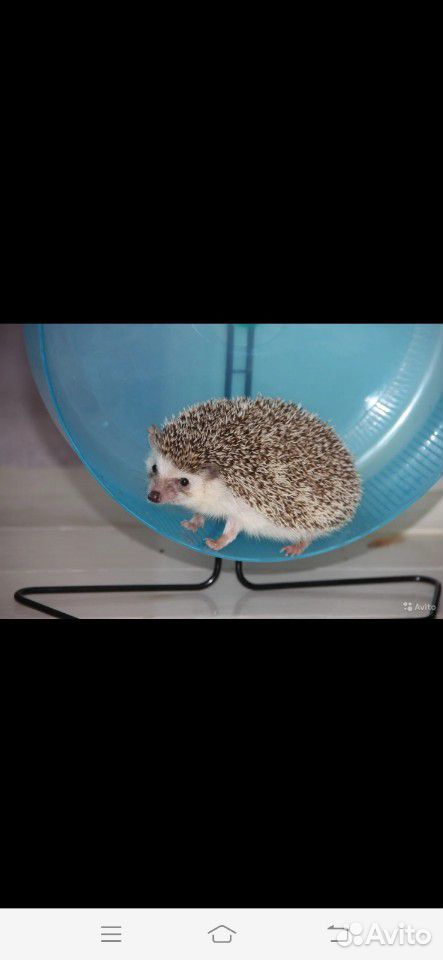 Ежик ищет пару