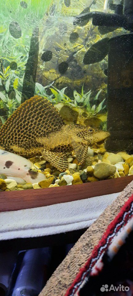 Сомик Плекостомус