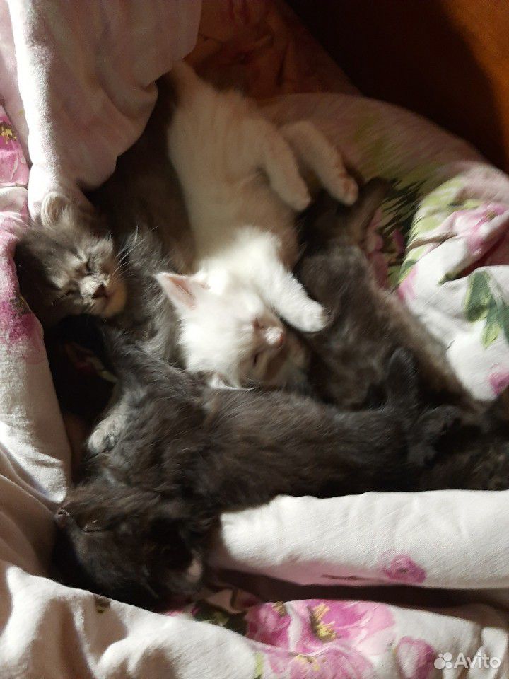 Котята